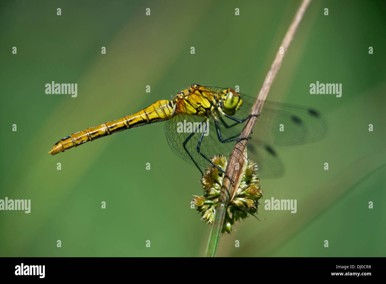 Female of Spotted Darter, Skimmer family (Libellulidae Stock Photo - Alamy