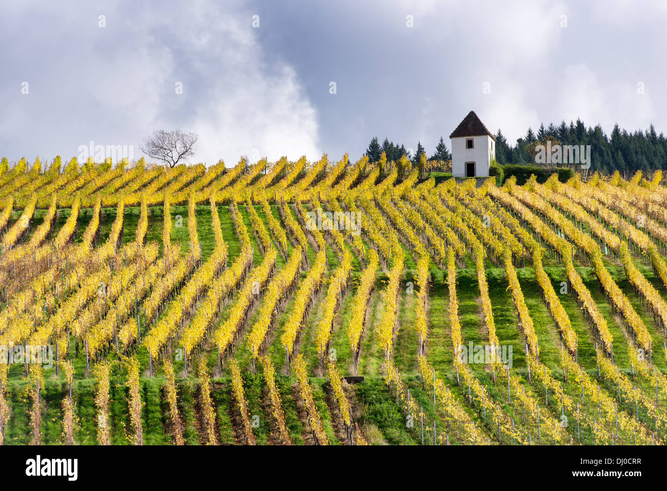 Rows of vineyard hi-res stock photography and images - Alamy