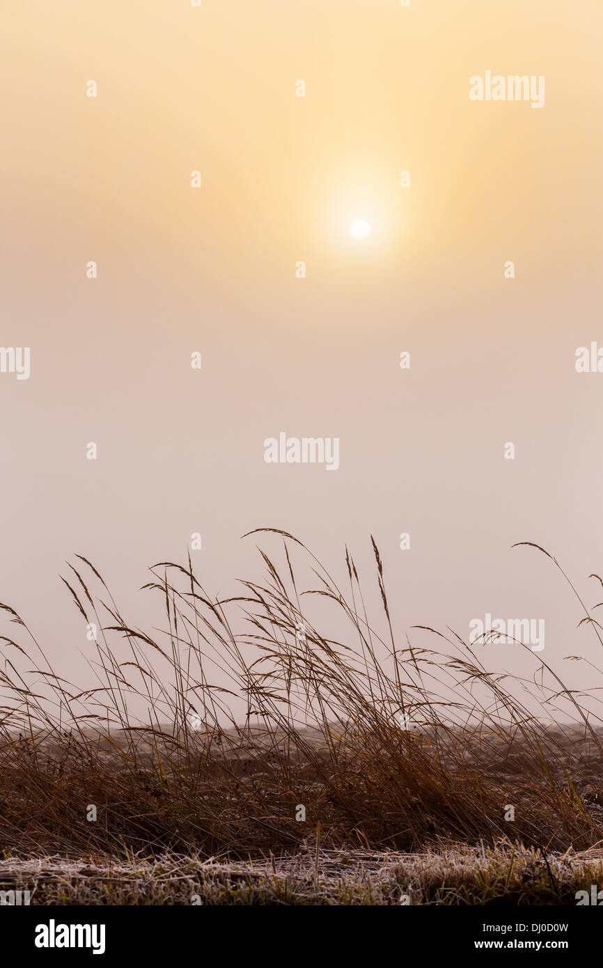cold misty morning sunrise over grass warm tone Stock Photo - Alamy