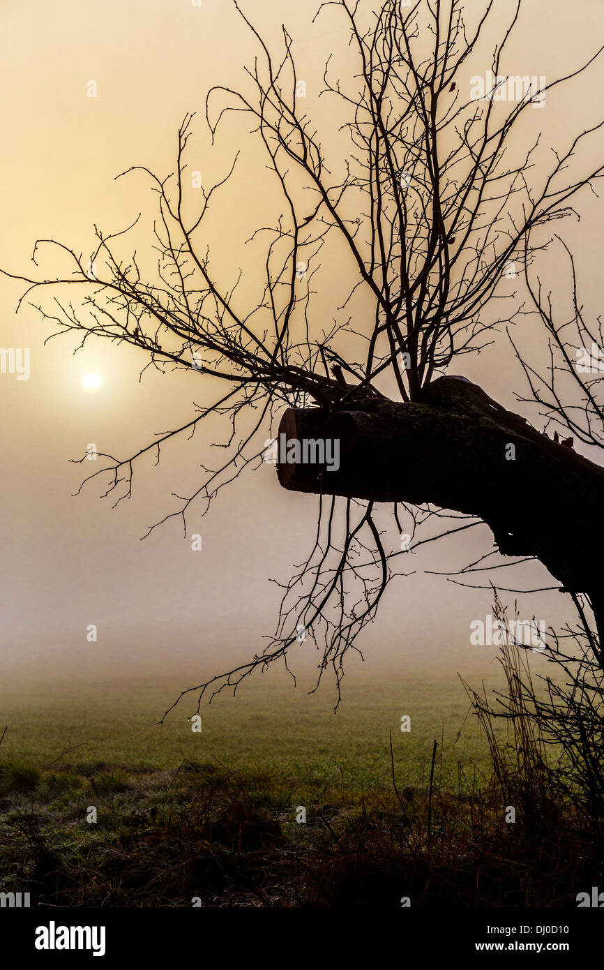 cold misty morning sunrise over tree warm tone Stock Photo - Alamy