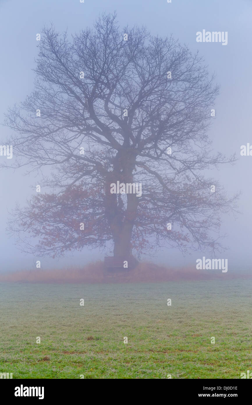 cold misty morning with tree in the background and fog Stock Photo - Alamy