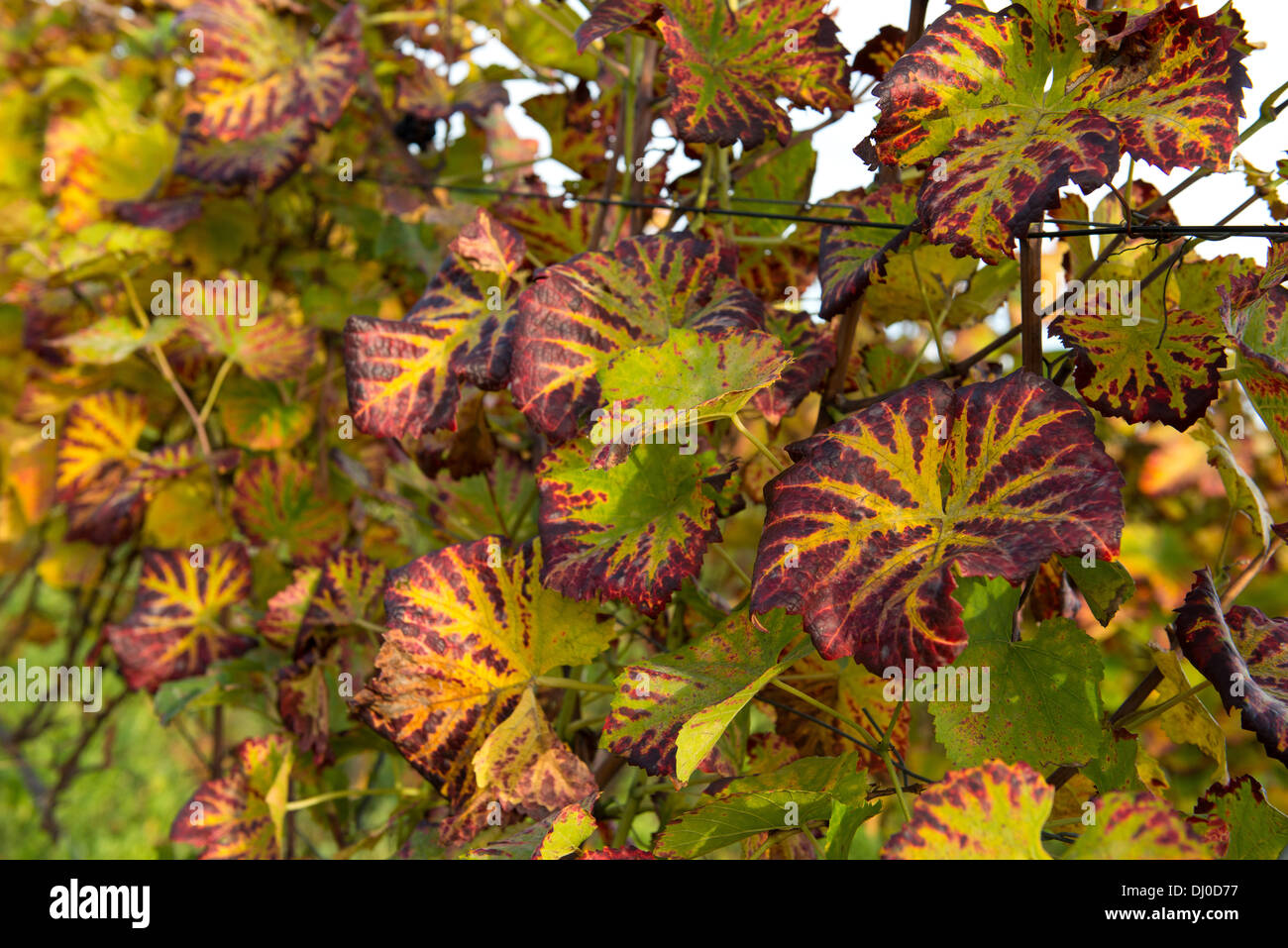 Vineyard leaf hi-res stock photography and images - Alamy