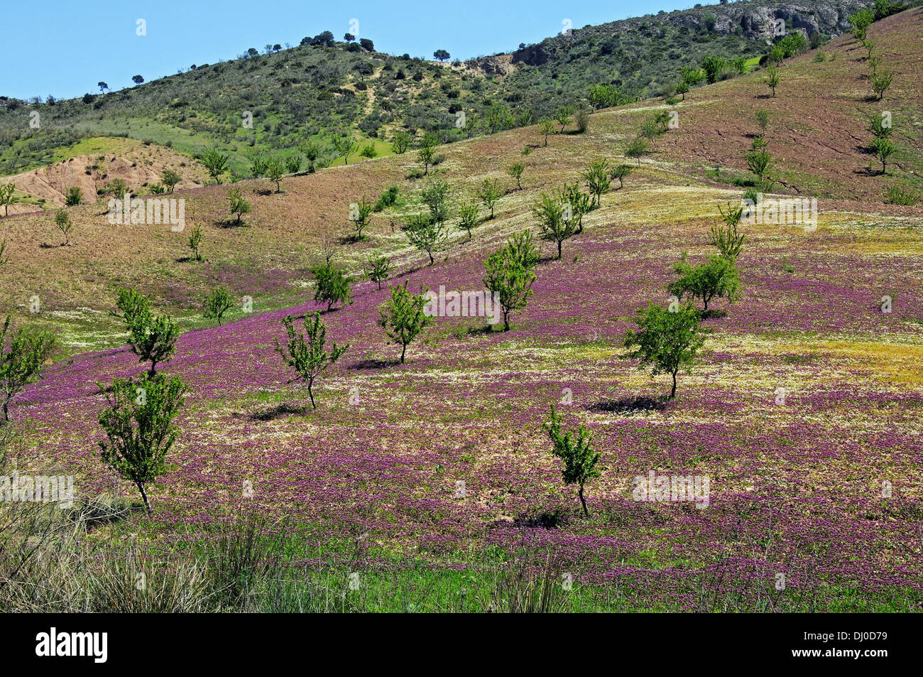 Malaga landscape countryside spring hi-res stock photography and images ...