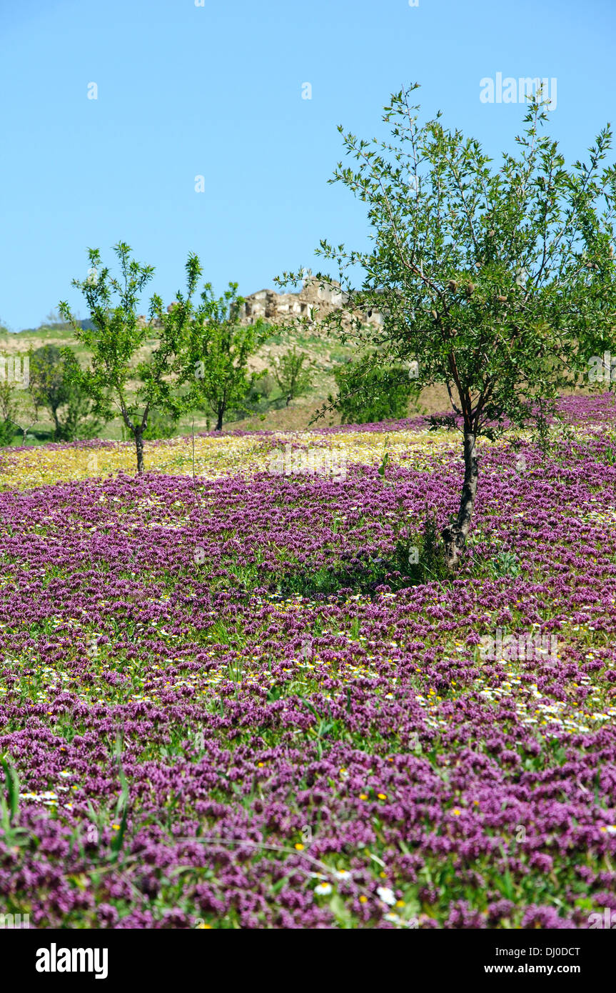 Field of lilac spring flowers and trees with a ruined cottage to the ...