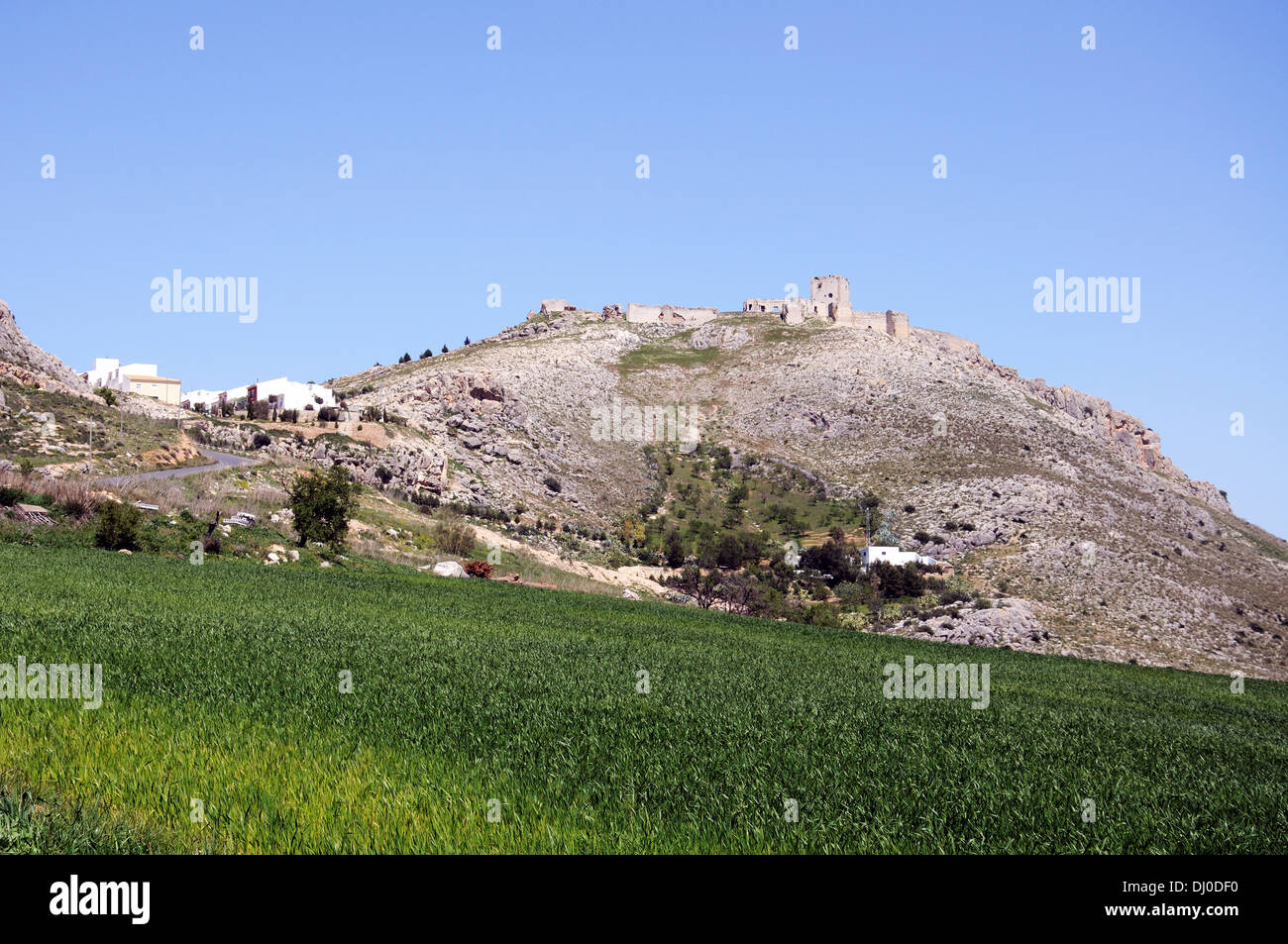 View across unripe cornfield towards the castle on the hill (Castillo ...
