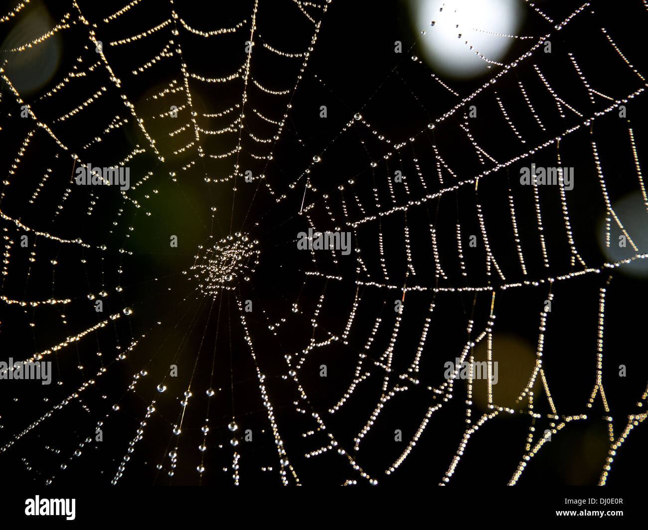 cobweb on a tree in early morning Stock Photo - Alamy