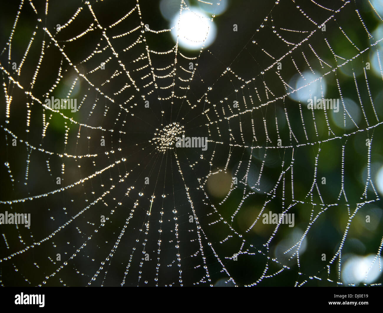 cobweb on a tree in early morning Stock Photo - Alamy