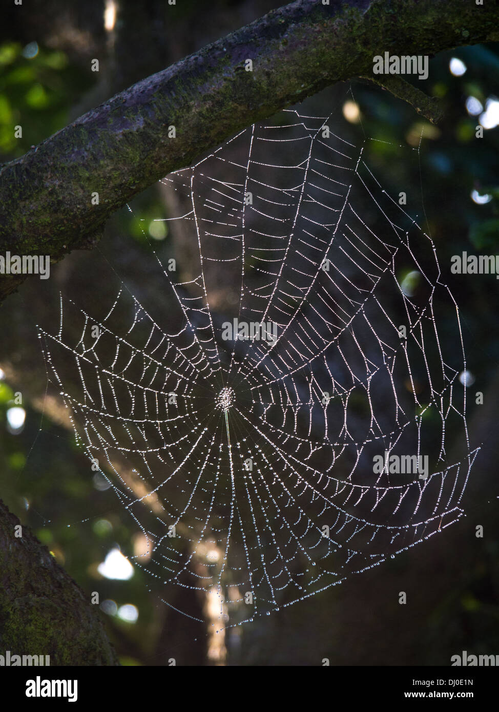 Delicate cobweb hi-res stock photography and images - Alamy