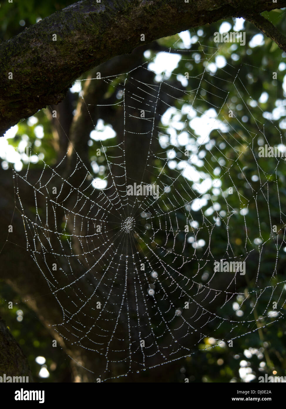 cobweb on a tree in early morning Stock Photo - Alamy