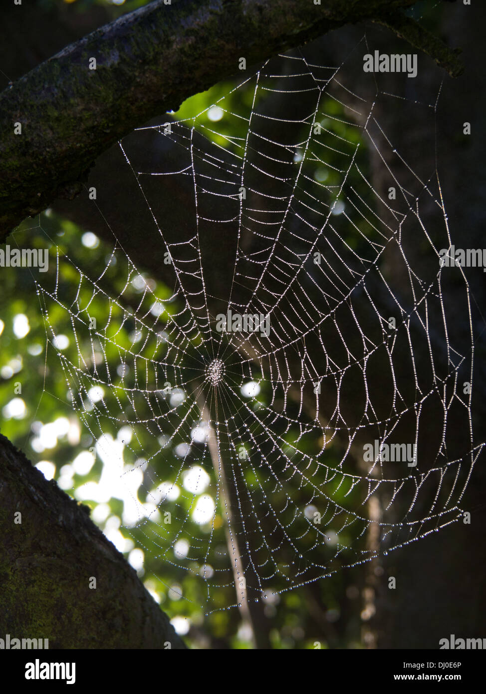 cobweb on a tree in early morning Stock Photo - Alamy