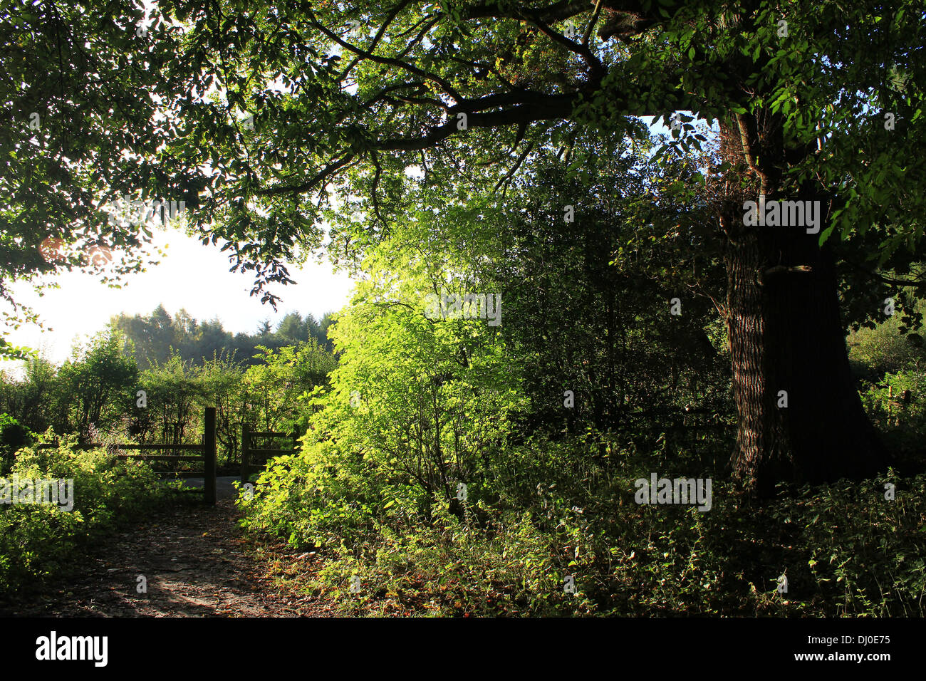 Gate path trees hi-res stock photography and images - Alamy