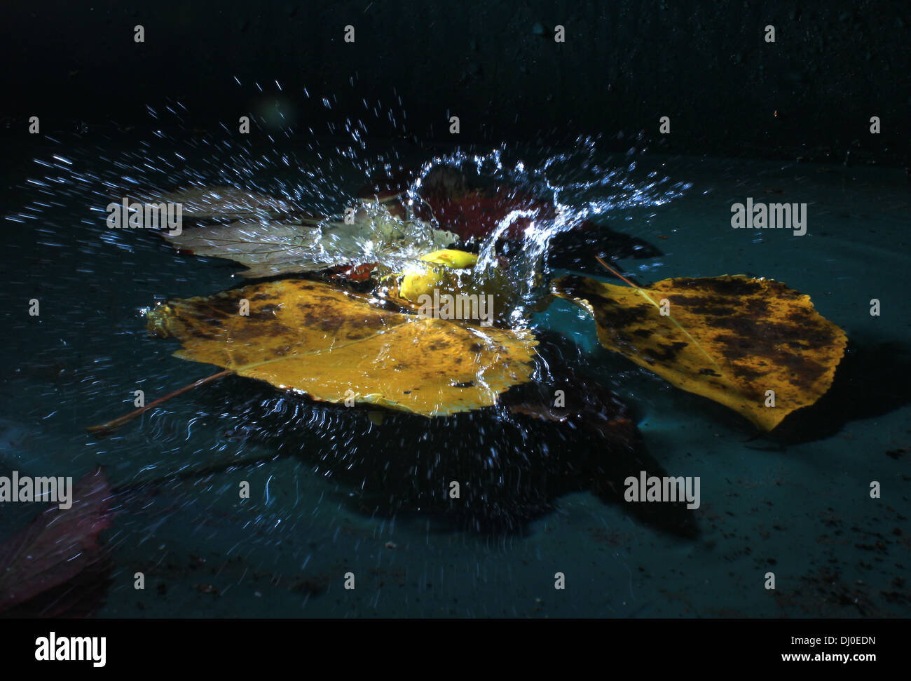 Windfall leaves hi-res stock photography and images - Alamy