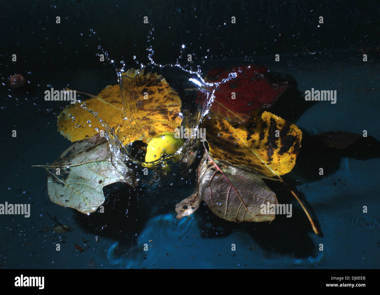 Splash autumn hi-res stock photography and images - Alamy