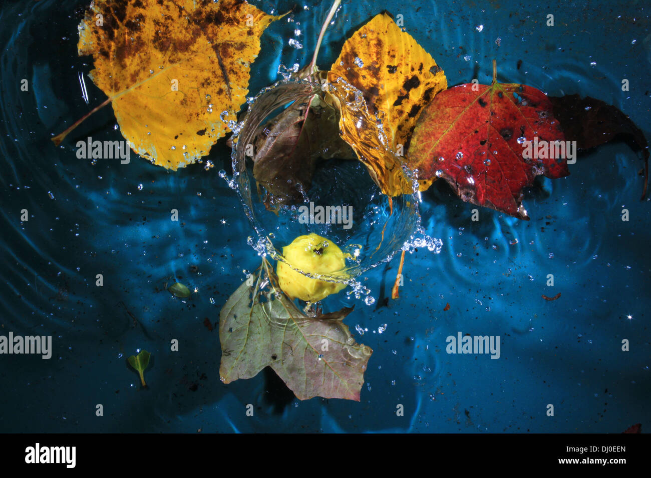 Windfall leaves hi-res stock photography and images - Alamy