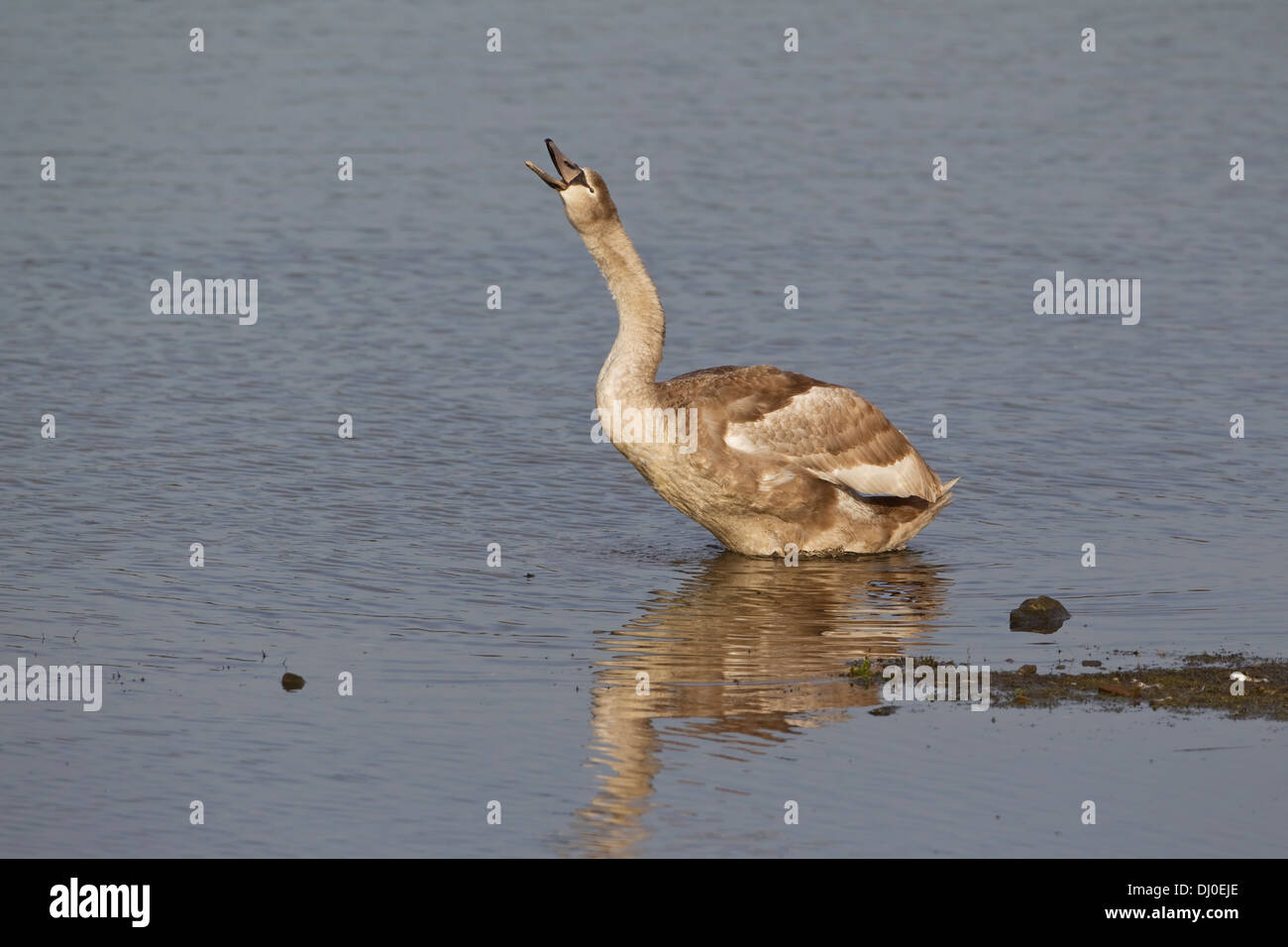 Craned neck hi-res stock photography and images - Alamy