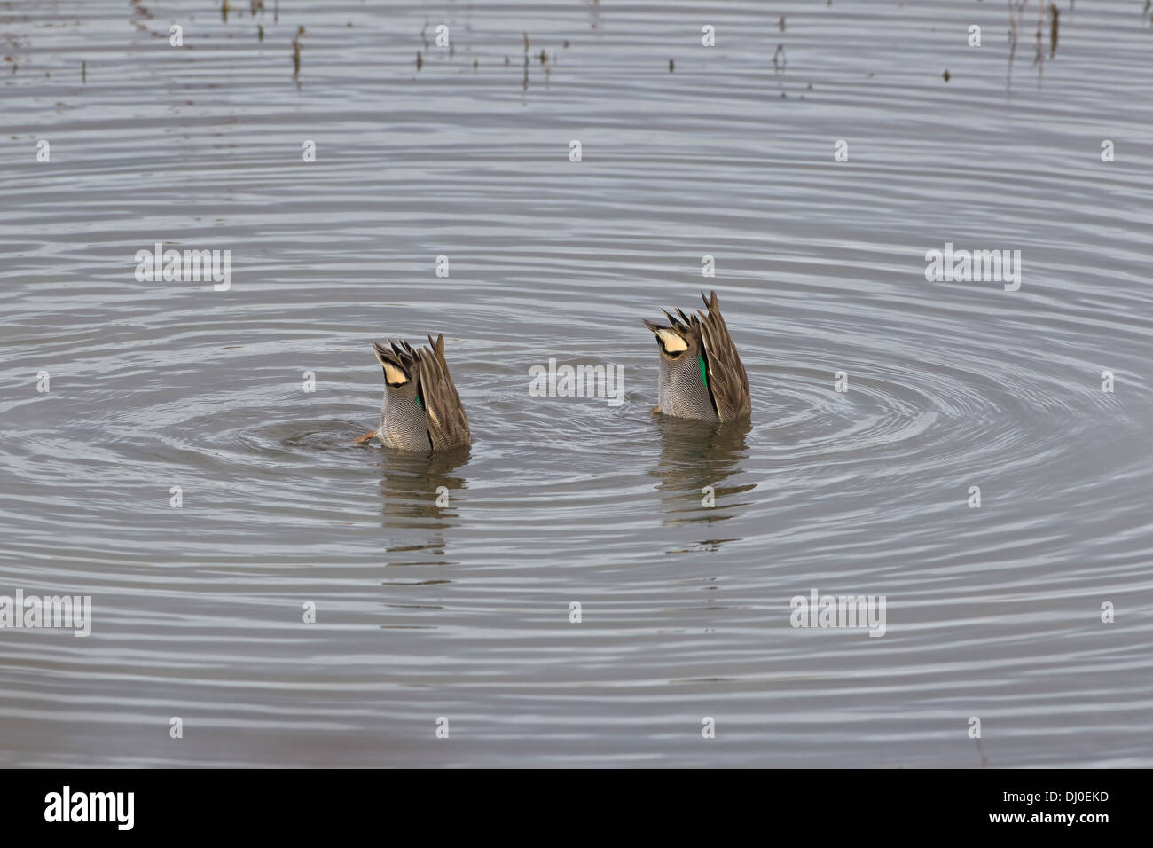 Two diving ducks hi-res stock photography and images - Alamy