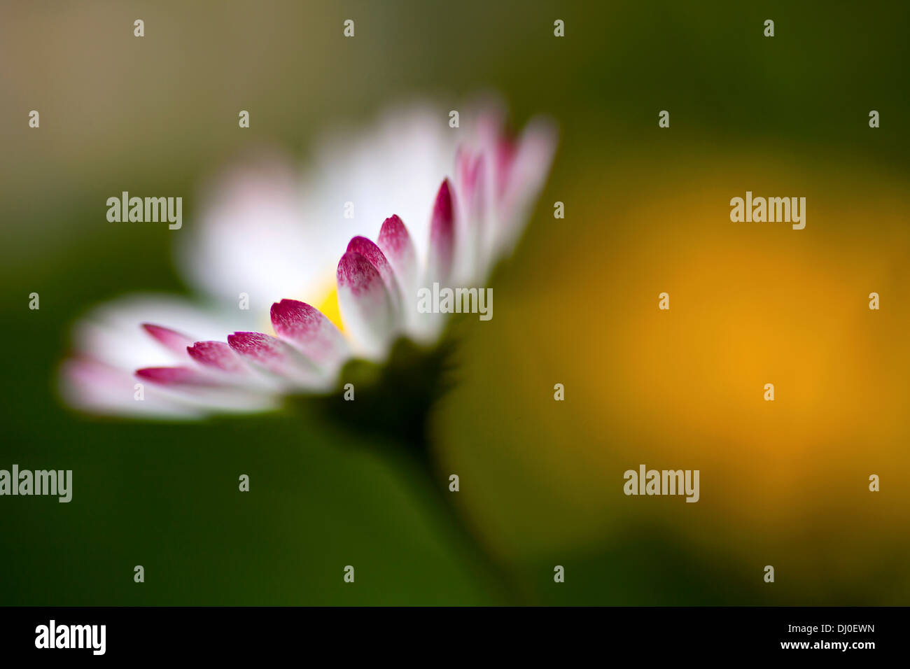 Daisy with pink tinged white petals against green and yellow background ...