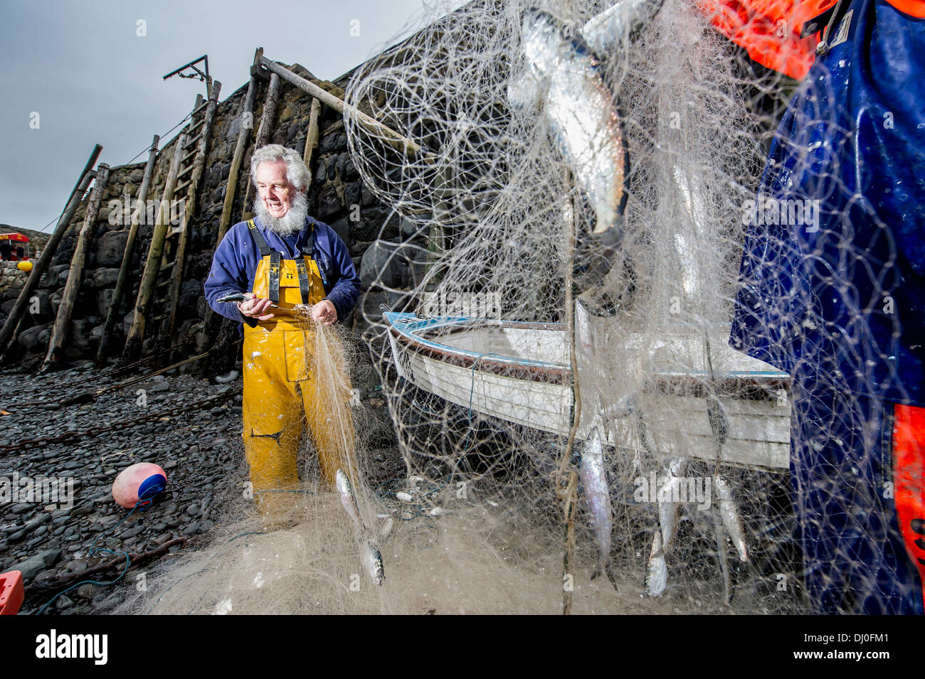 Herring fisherman Chris Braund unloading his fishing nets in Clovelly ...