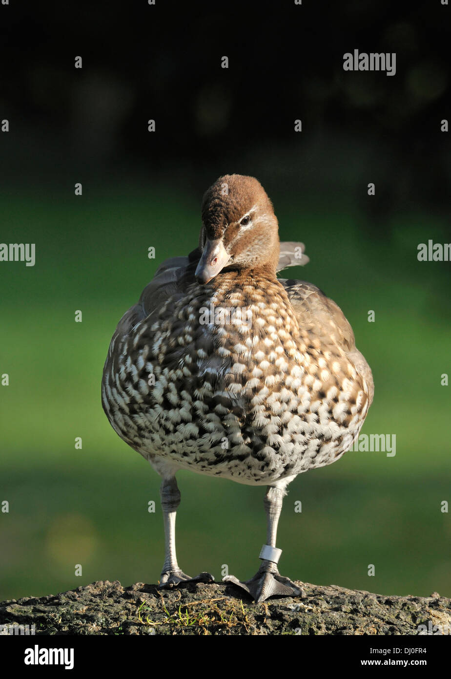 Australian spotted duck hi-res stock photography and images - Alamy