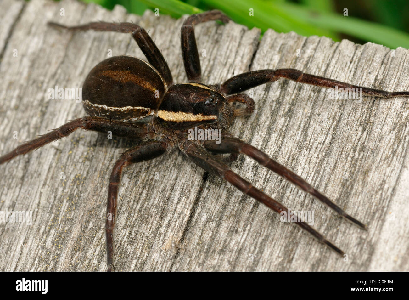 Largest uk spider hi-res stock photography and images - Alamy