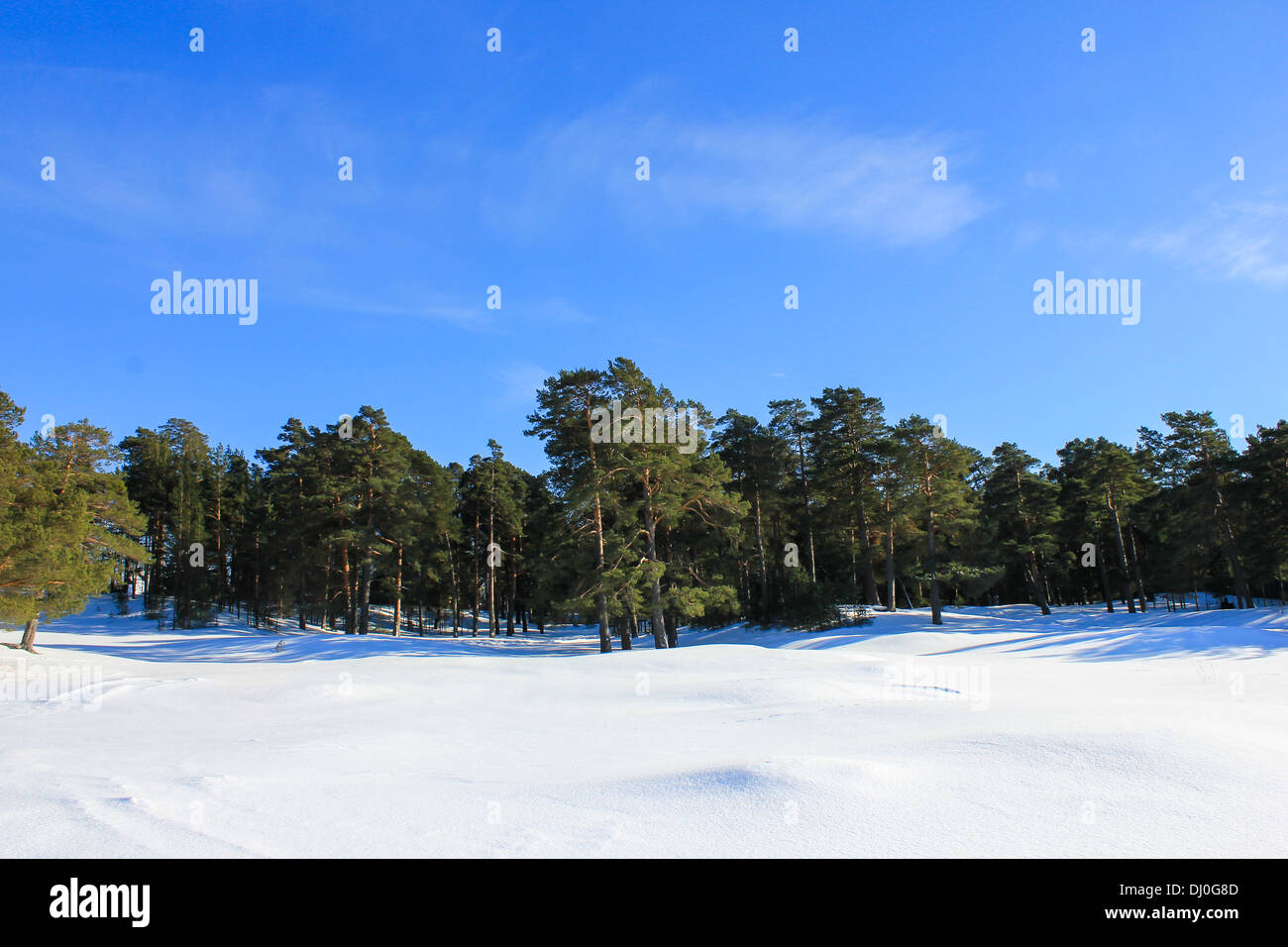 winter landscape snow forest "pine trees" white blue green day "copy ...