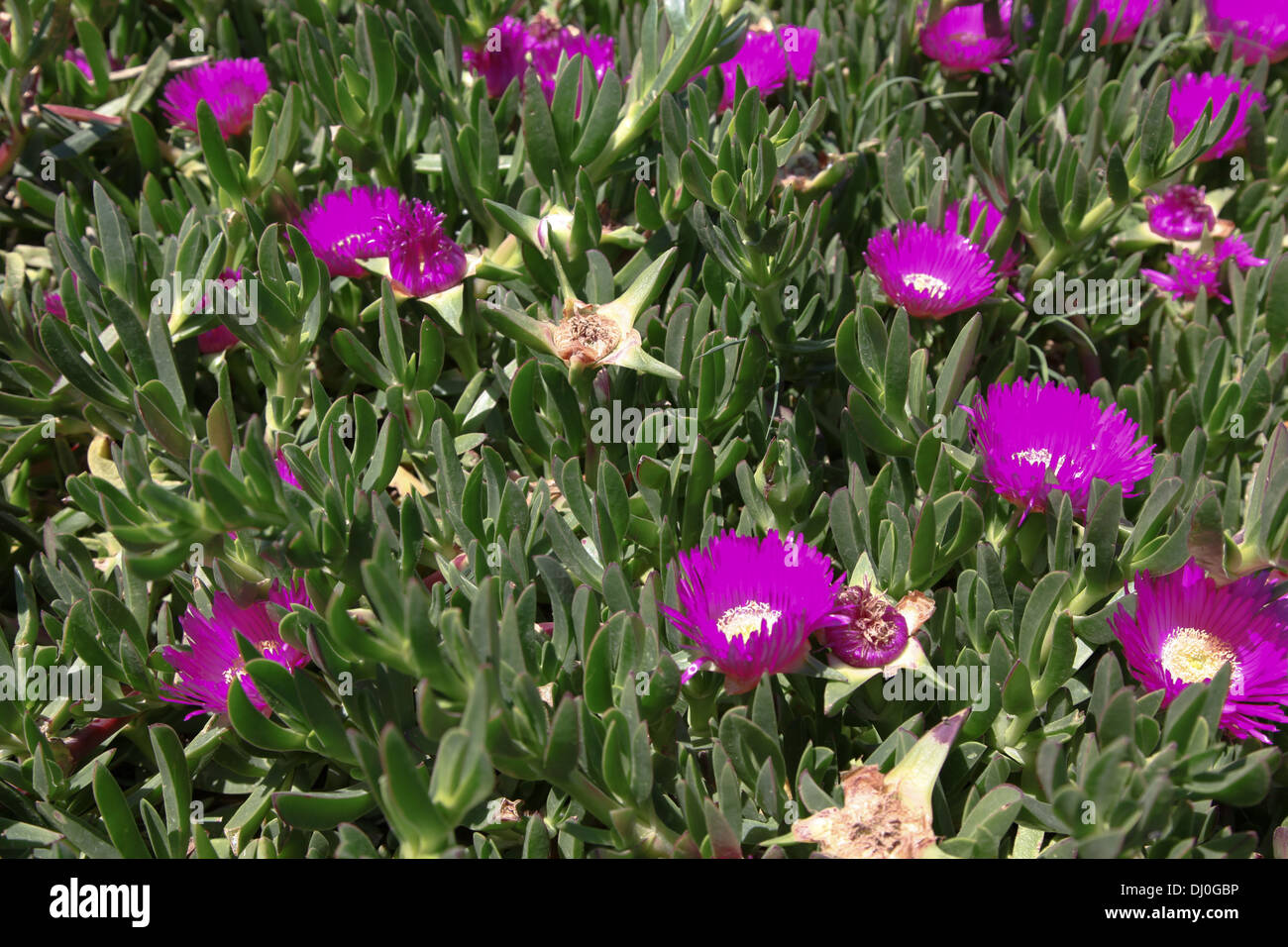 Plant flora vegetation hi-res stock photography and images - Alamy