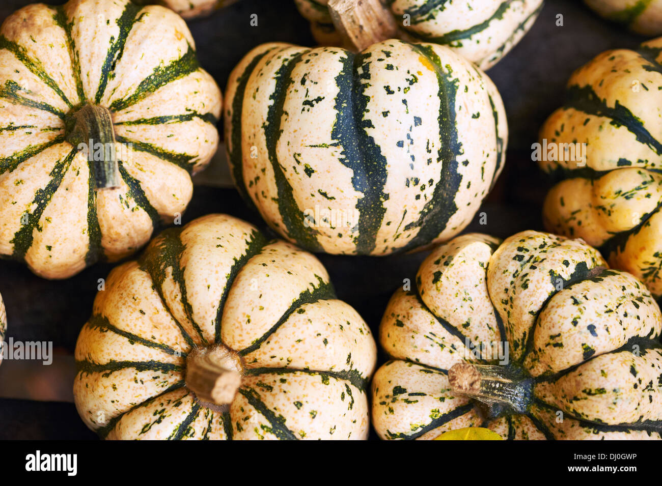 Striped pumpkins background, white and green Stock Photo - Alamy