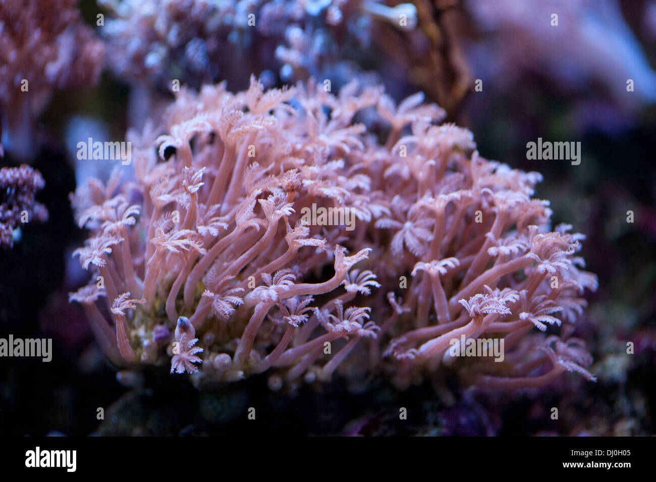 Corals marine life hi-res stock photography and images - Alamy
