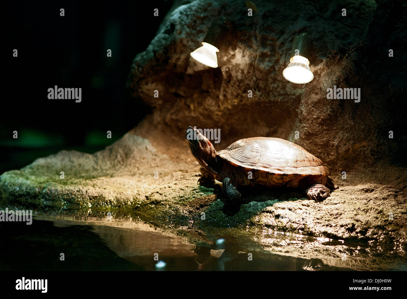 Little turtle hi-res stock photography and images - Alamy