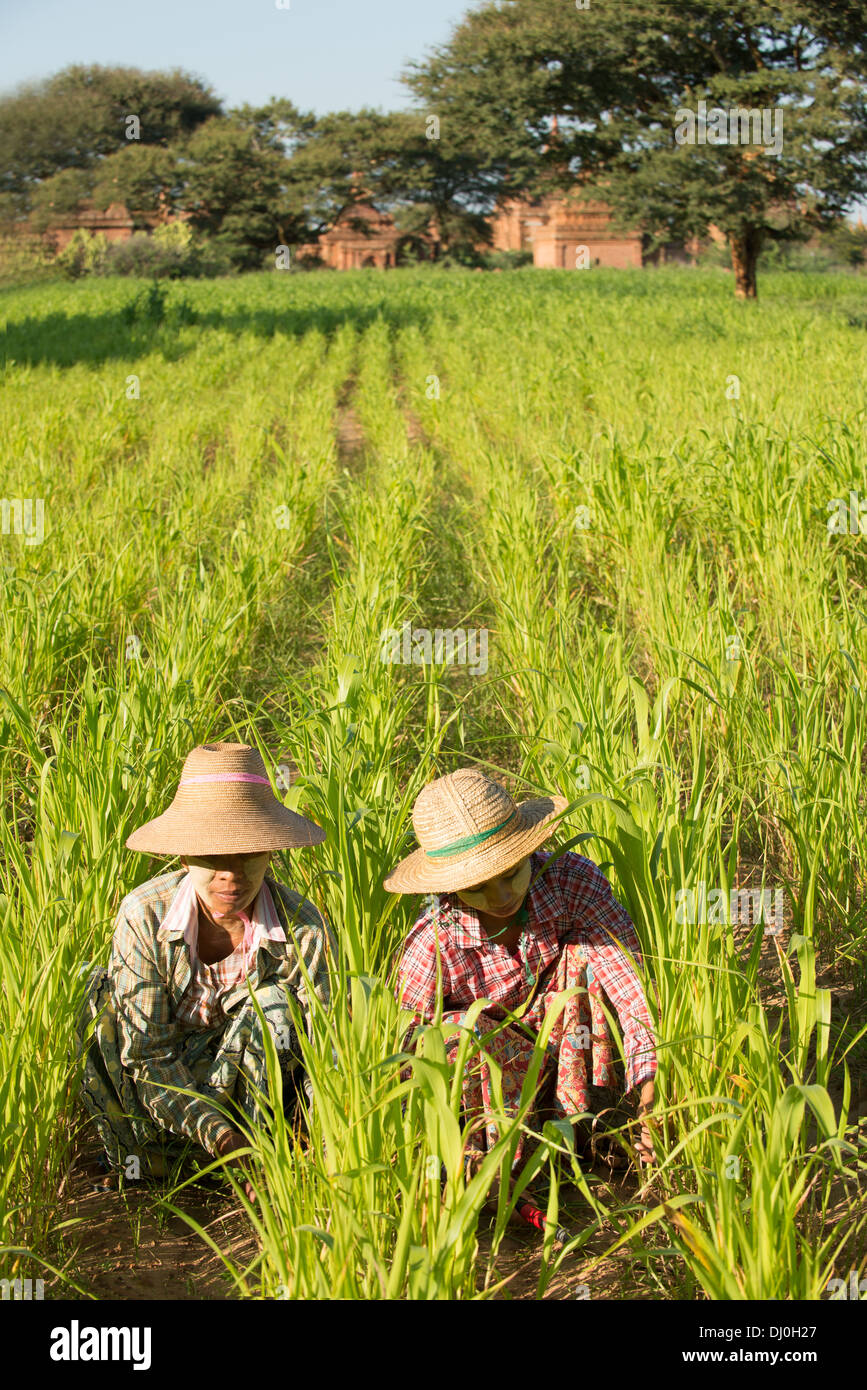 Myanmar Asian traditional farmer planting, harvesting in field Stock ...