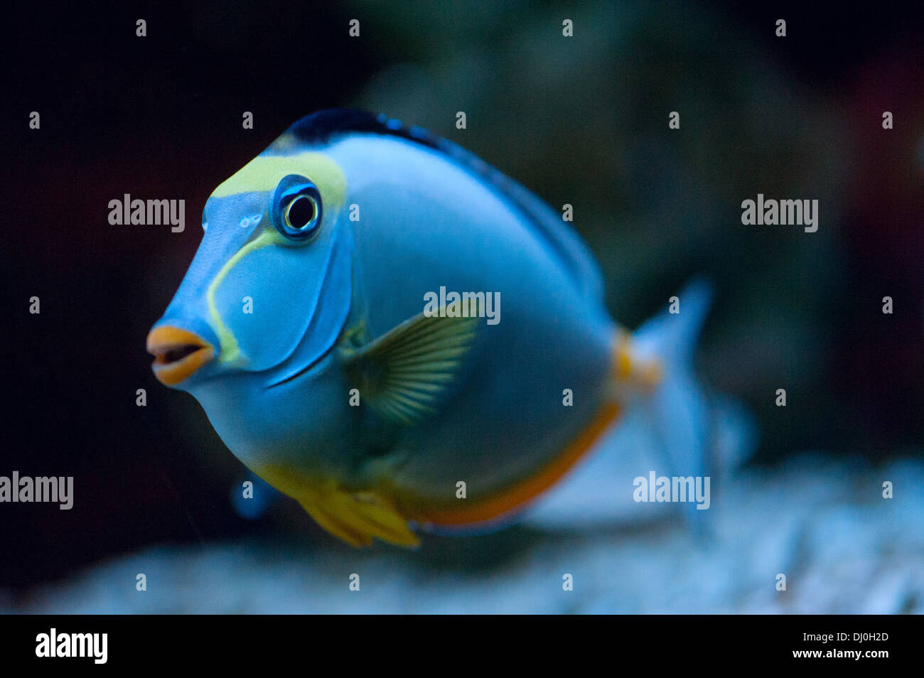 Blue tang fish underwater hi-res stock photography and images - Alamy