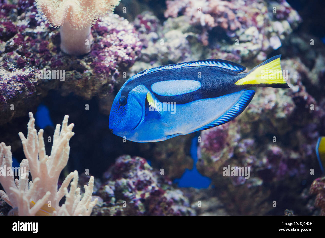 Full Side View of Blue Regal Tang - Paracanthurus Hepatus Stock Photo ...