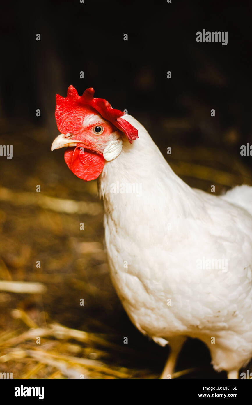 White hen looking at camera Stock Photo - Alamy