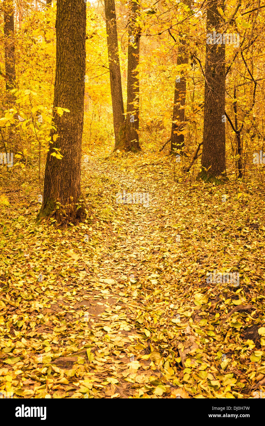 Path road way pathway with trees on a sunny day in autumn yellow forest ...