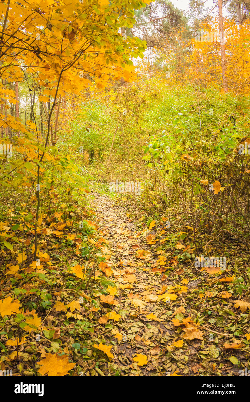Path road way pathway with trees on a sunny day in autumn yellow forest ...