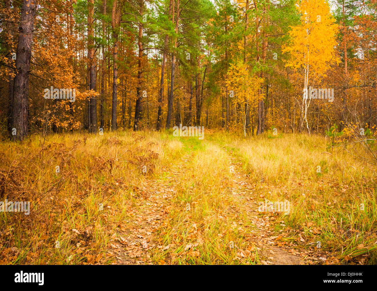 Yellow pathway hi-res stock photography and images - Alamy