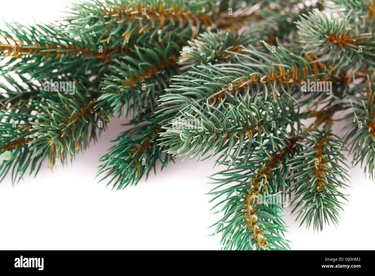 Christmas tree branch isolated on white background Stock Photo - Alamy