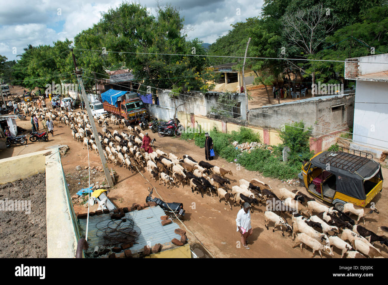 Herd of goats coming through a rural indian village. Andhra Pradesh ...