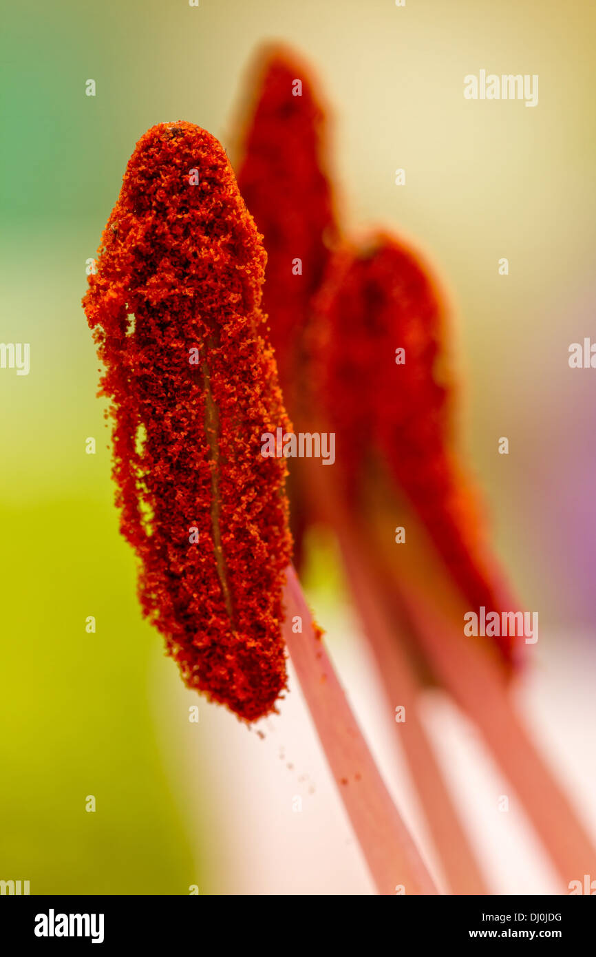 A stamen hi-res stock photography and images - Alamy