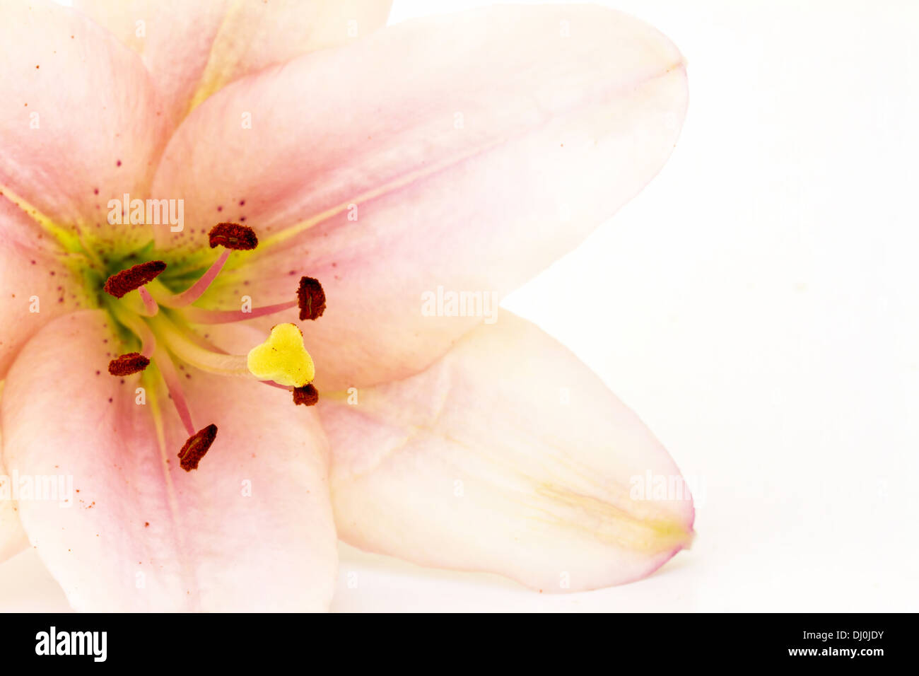 Beautiful pink flower on white background Stock Photo - Alamy