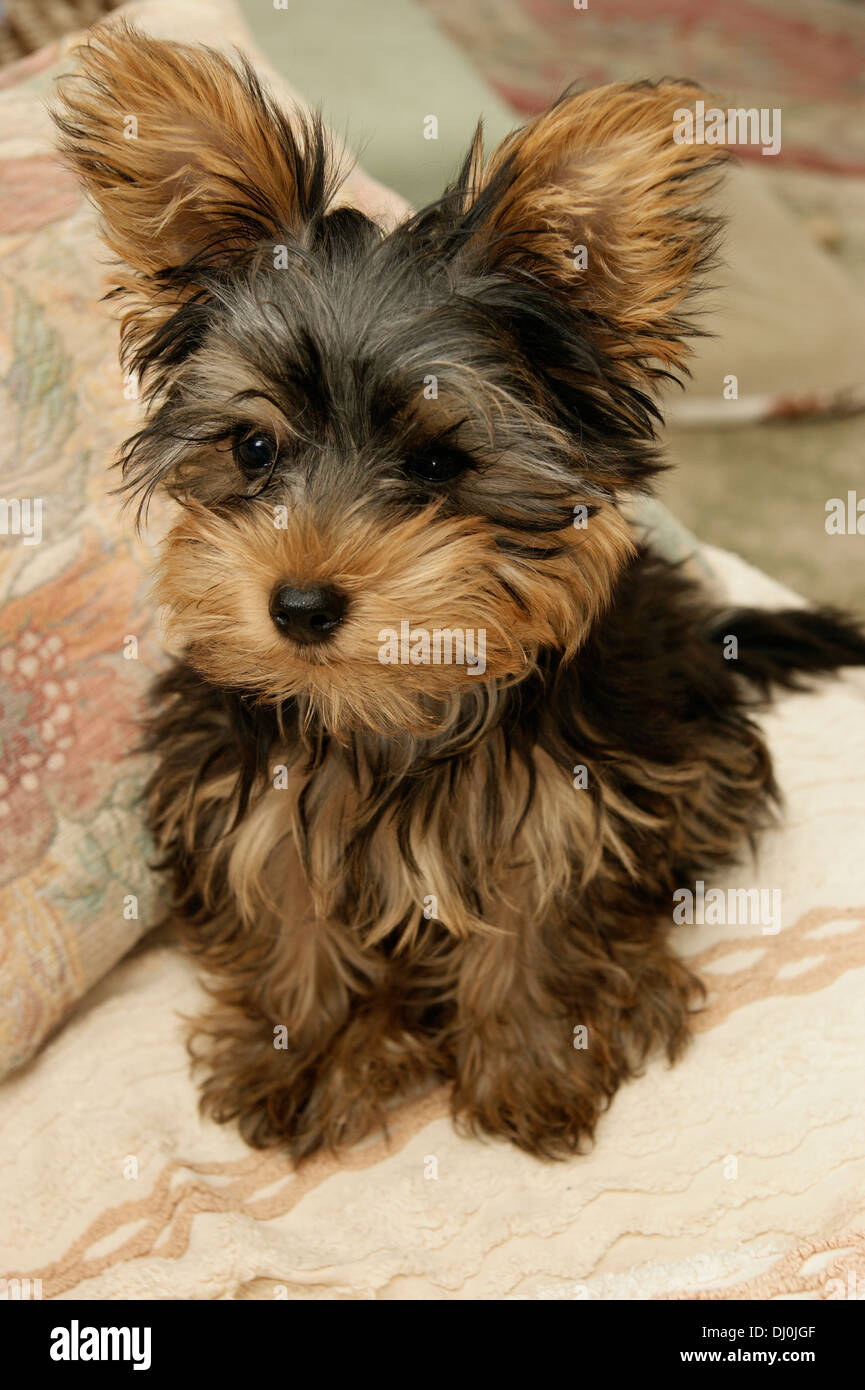 Terriers yorky hi-res stock photography and images - Alamy