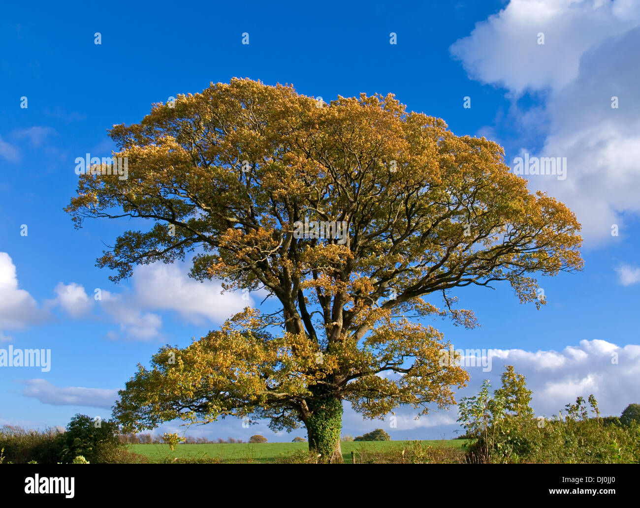 Autumn foliage on mature English Oak Tree growing in farmland, Cumbria ...