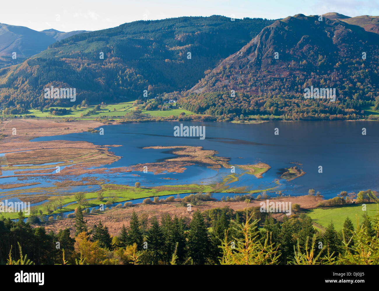 Thornthwaite Forest High Resolution Stock Photography and Images - Alamy