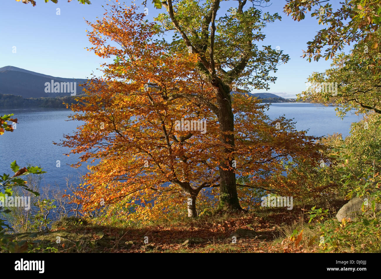 Bronze beech tree foliage in woodland by Derwentwater glowing in ...