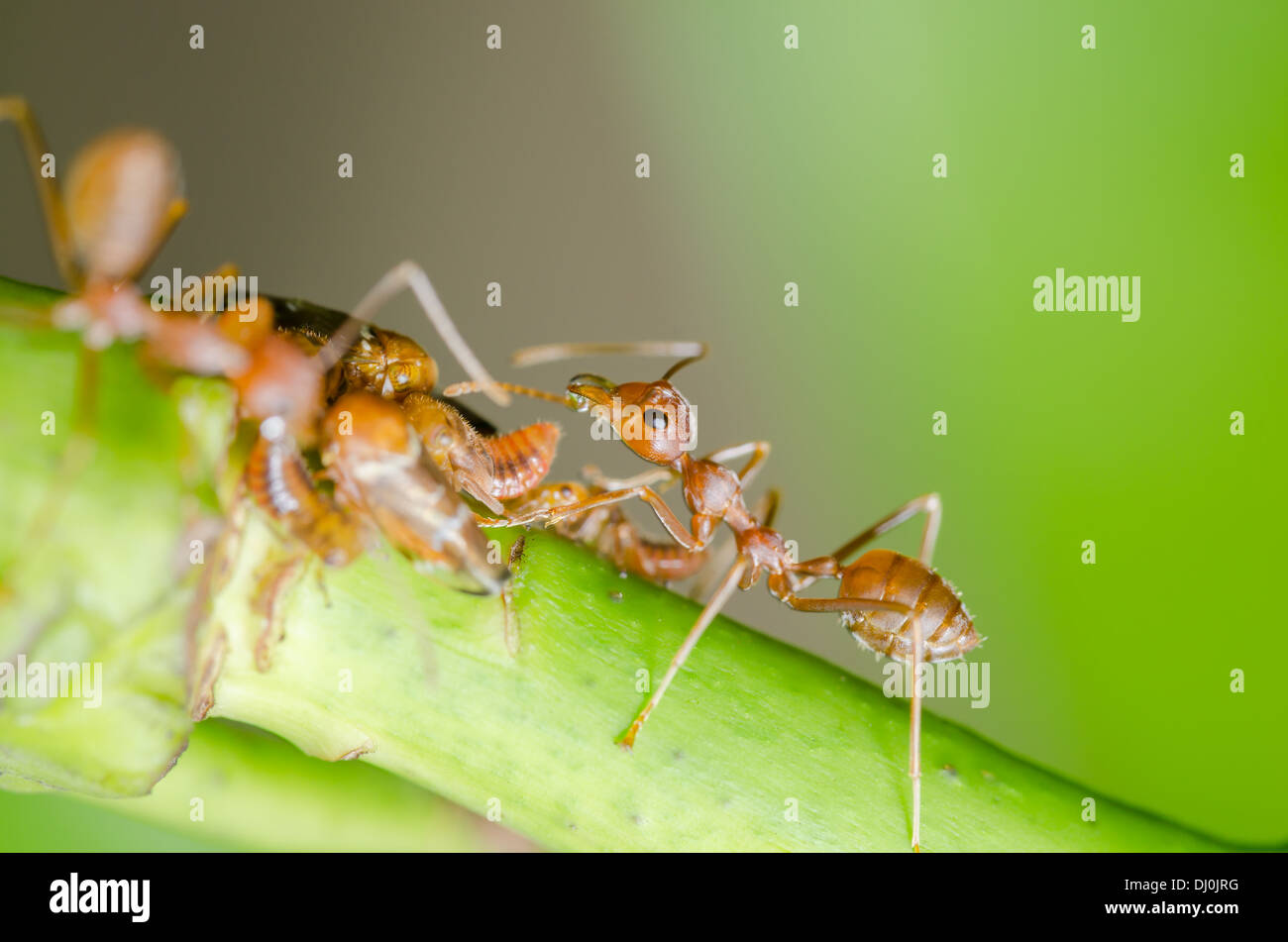 Red ant and aphid on the leaf in the nature Stock Photo - Alamy