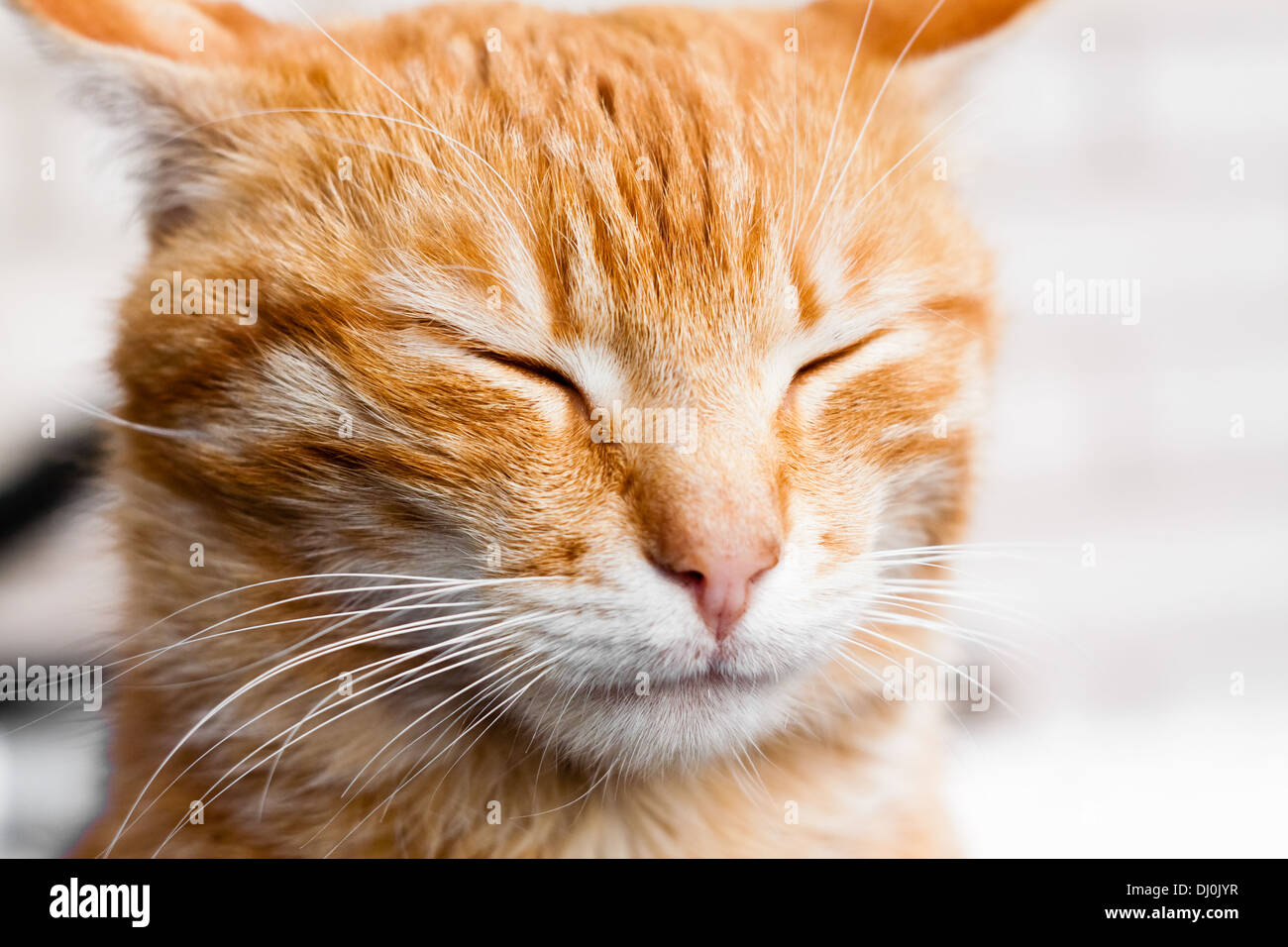 Tired red cat hi-res stock photography and images - Alamy