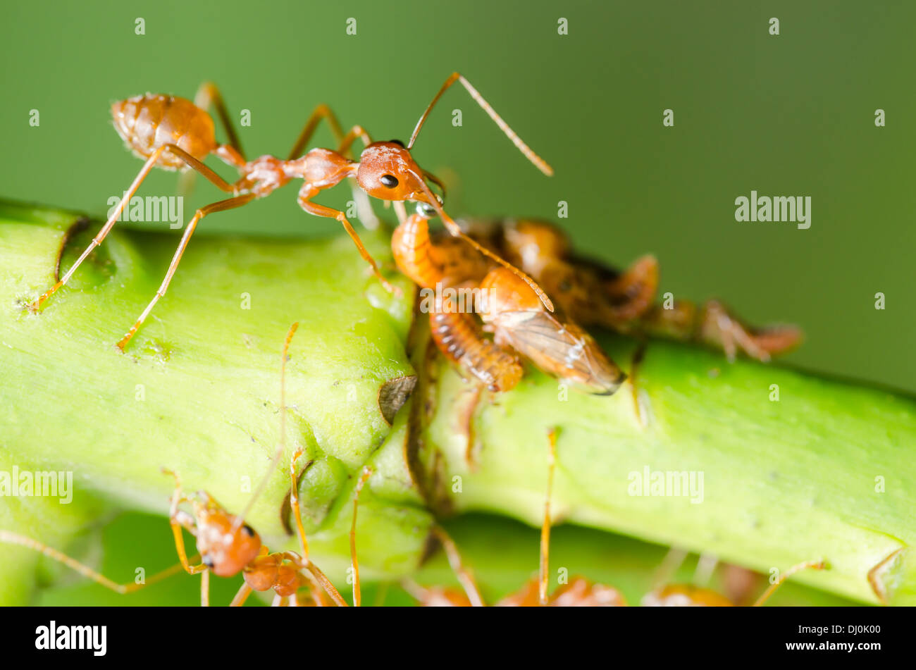 Red ant and aphid on the leaf in the nature Stock Photo - Alamy