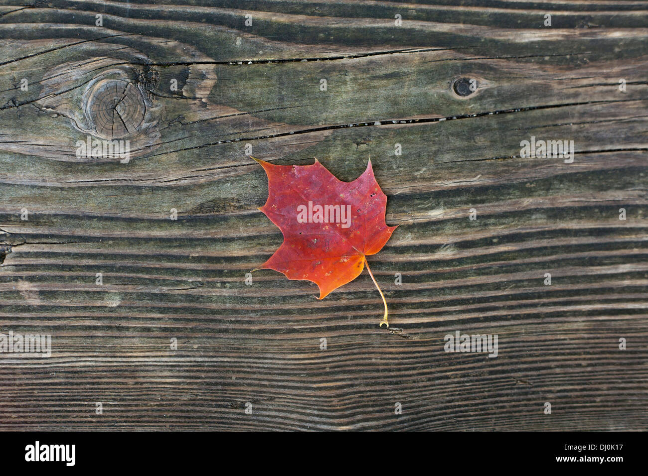 Structural leaf hi-res stock photography and images - Alamy