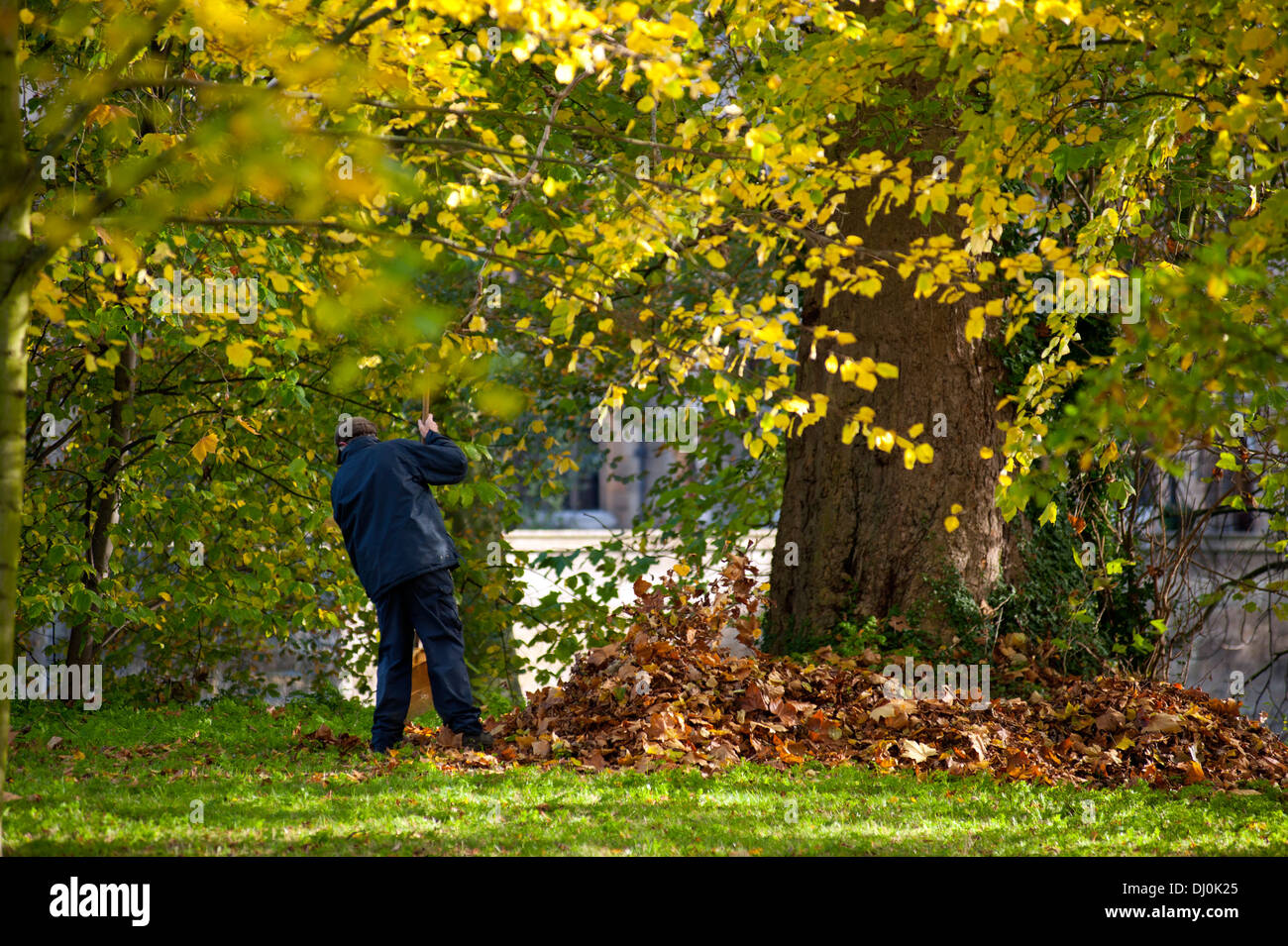 Autumn Colours in grounds of King's College, Cambridge, England. 15 11 ...
