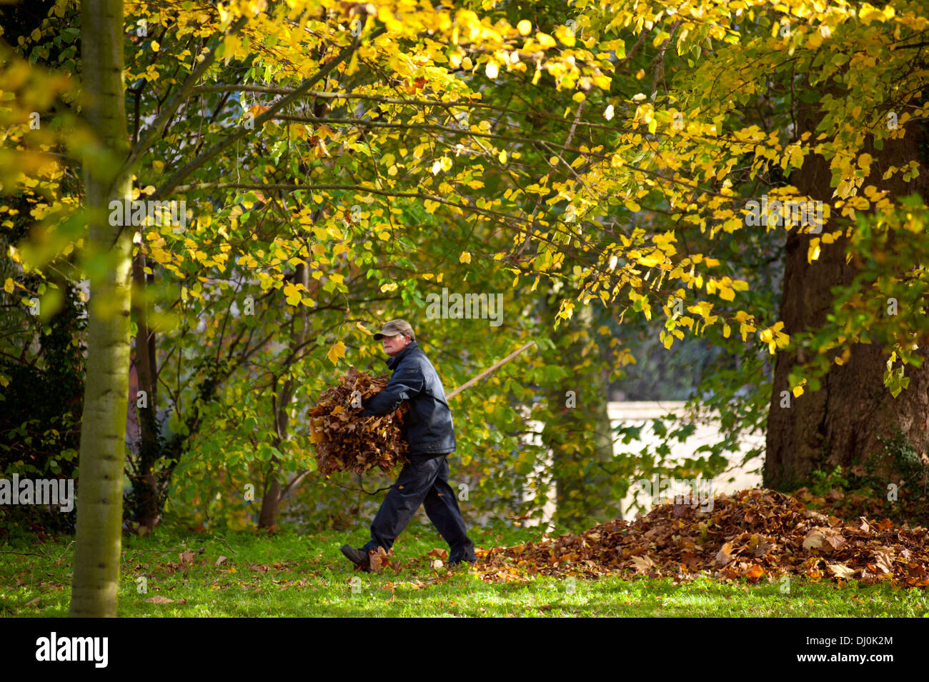 Autumn Colours in grounds of King's College, Cambridge, England. 15 11 ...